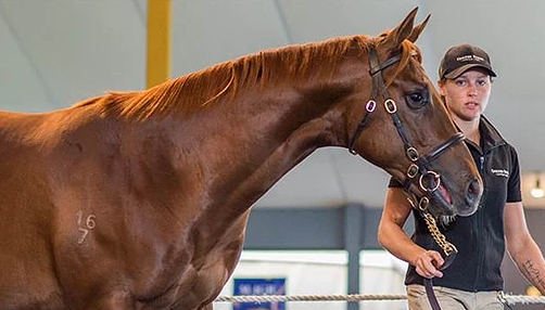 Goldin Farms’ Akeed Mofeed breaks all the records - Swettenham Stud