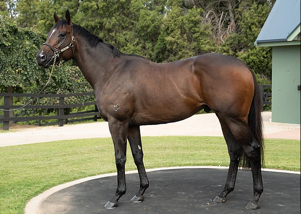 Wooded - Swettenham Stud