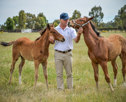 Home - Swettenham Stud