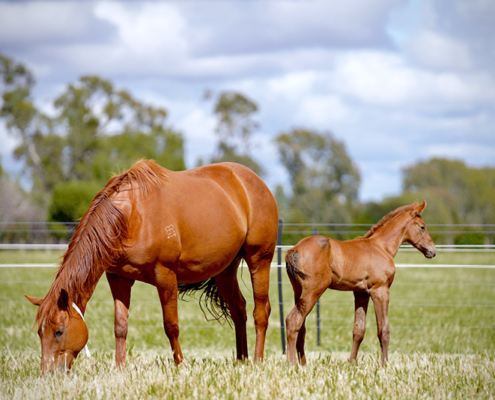 Home - Swettenham Stud
