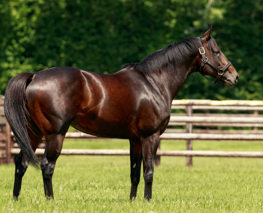 Wooded - Swettenham Stud