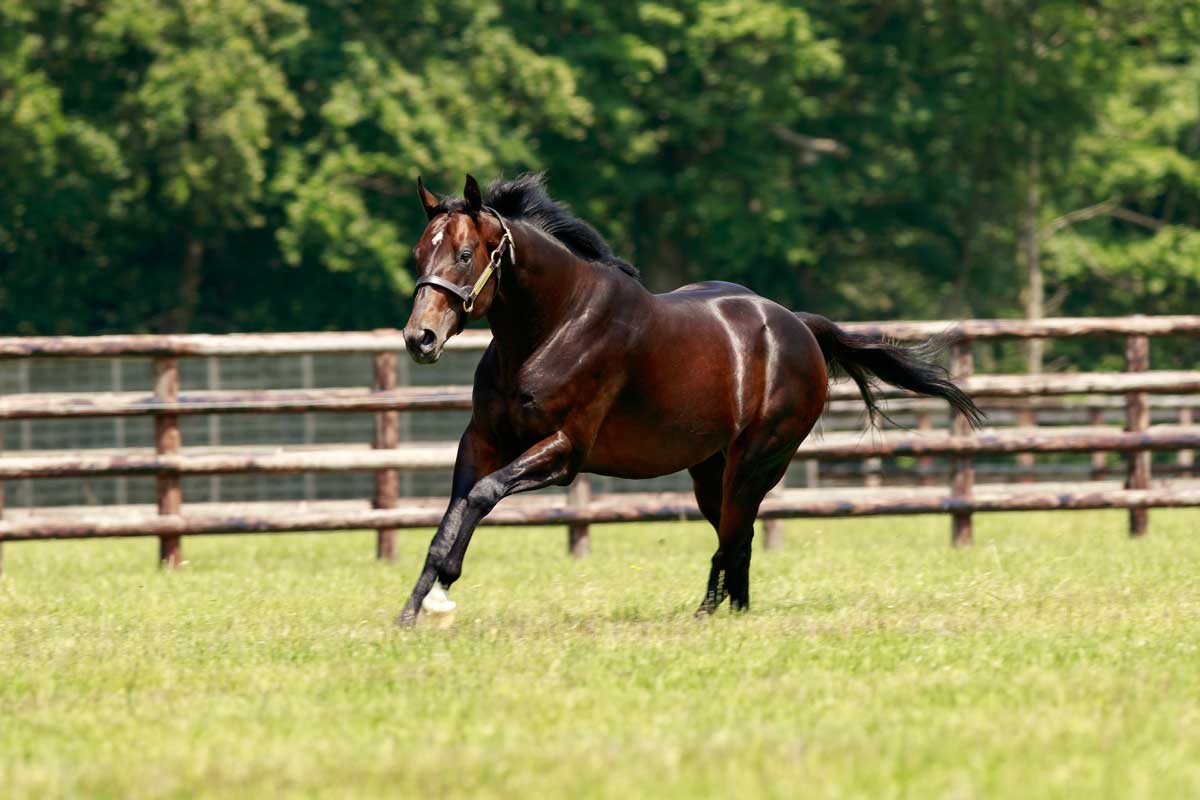 2022 Stallion Service Fees and Structure Announced - Swettenham Stud