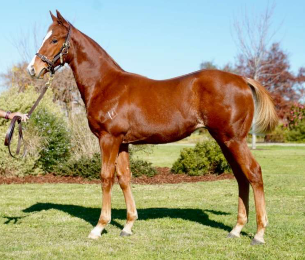 Toronado proves popular - Swettenham Stud