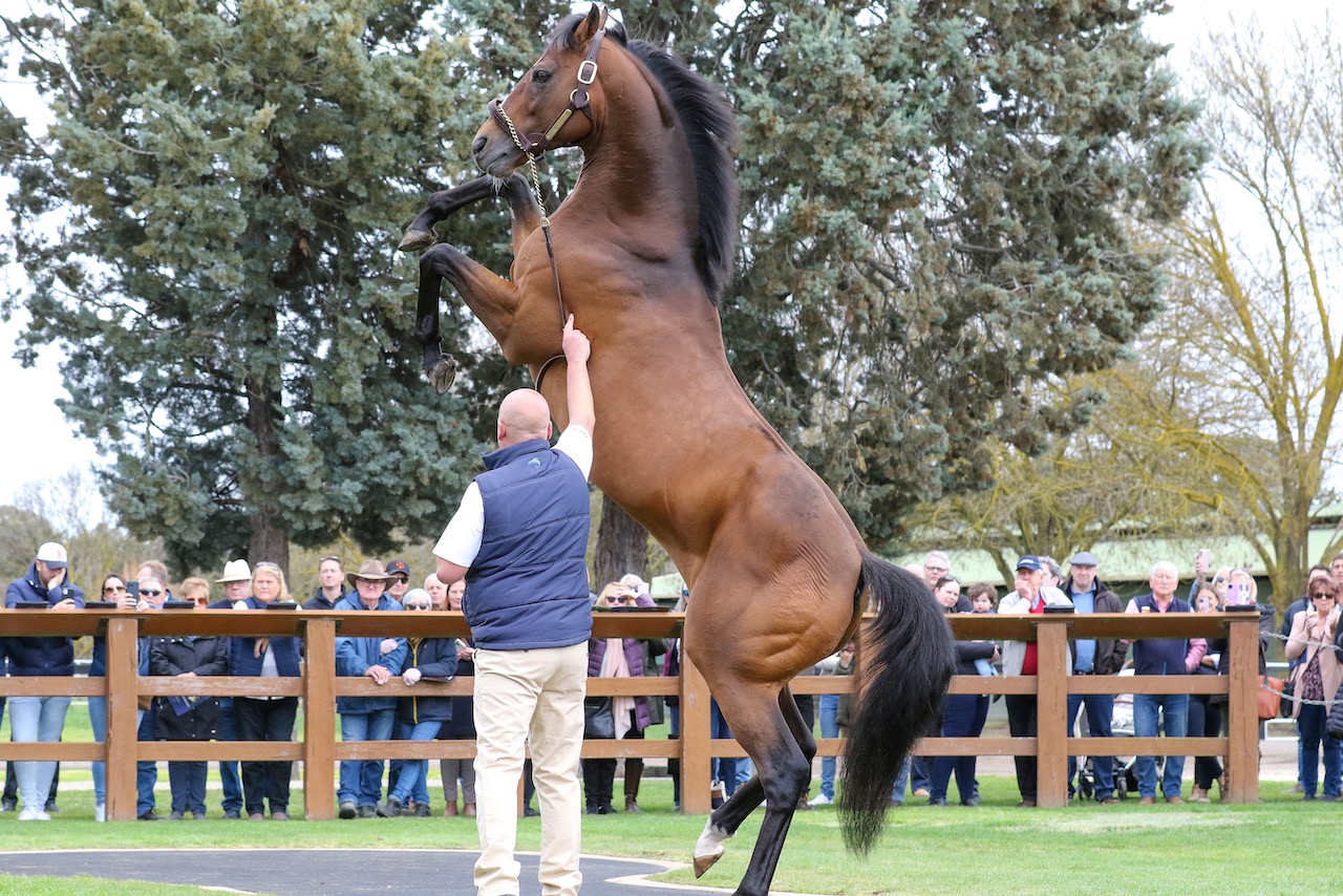 Stallion Parade Photo Gallery - Swettenham Stud