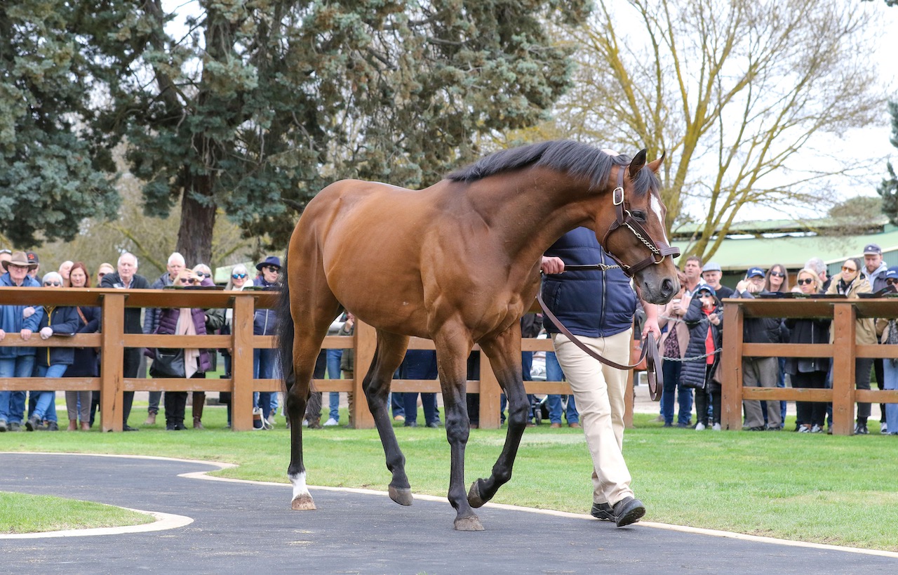 Stallion Parade Photo Gallery - Swettenham Stud