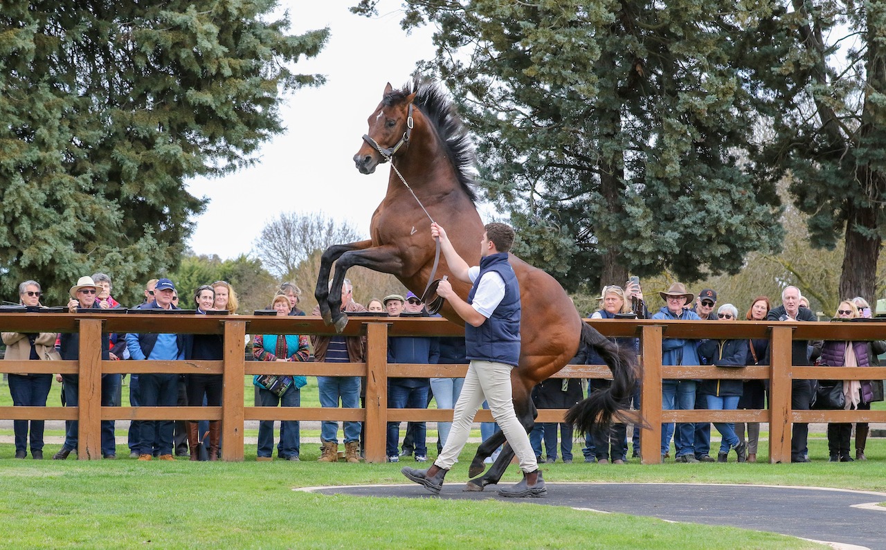 Stallion Parade Photo Gallery - Swettenham Stud