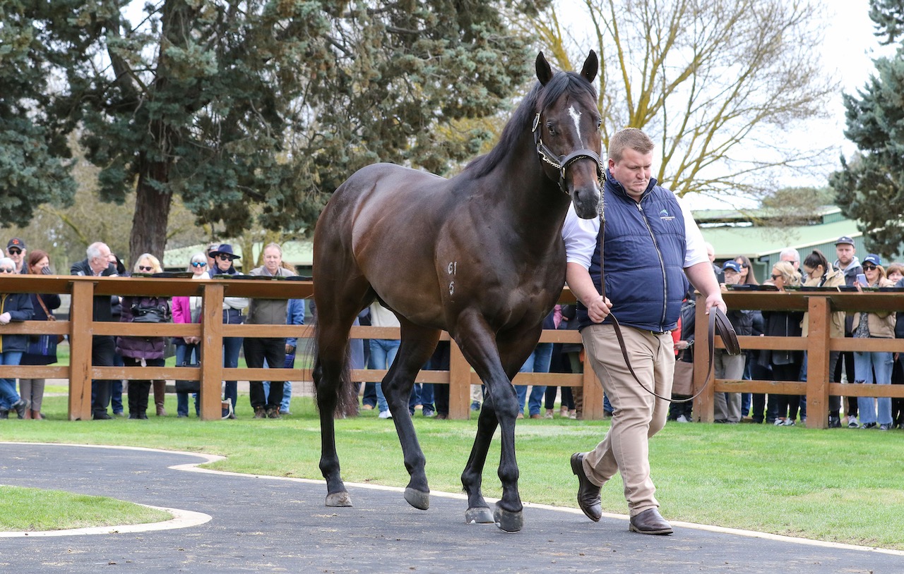 Stallion Parade Photo Gallery - Swettenham Stud