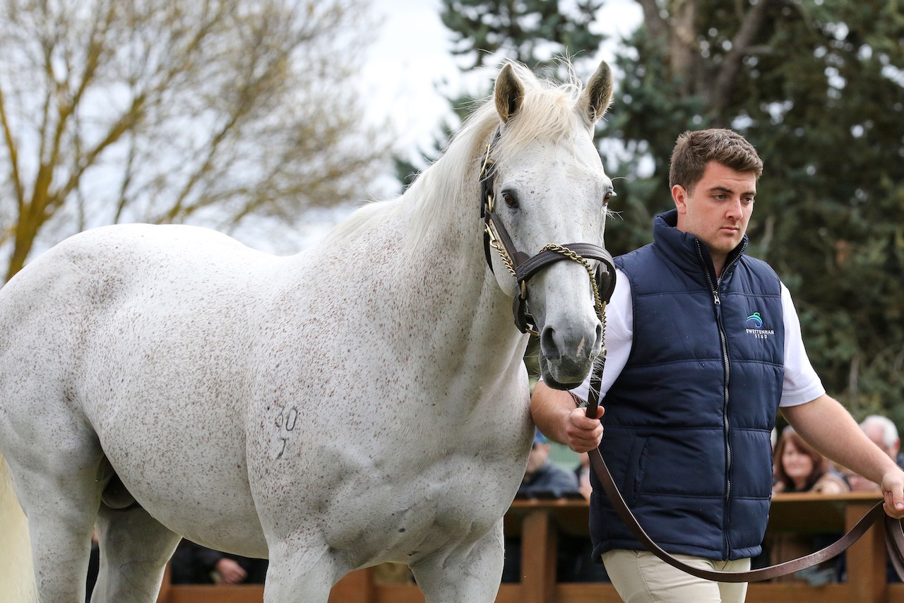 Stallion Parade Photo Gallery - Swettenham Stud
