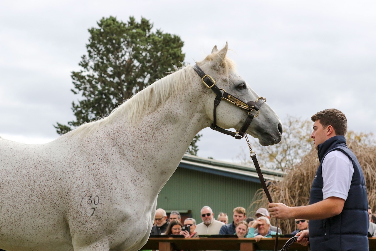 Stallion Parade Photo Gallery - Swettenham Stud