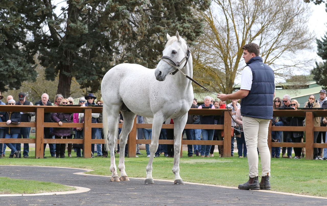 Stallion Parade Photo Gallery - Swettenham Stud