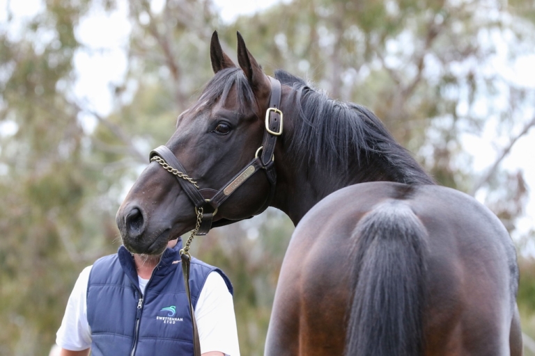 Stallion Parade Photo Gallery - Swettenham Stud