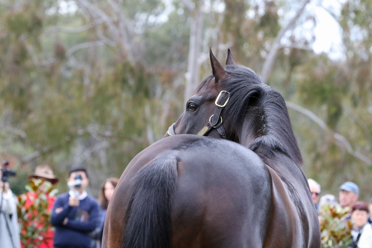 Stallion Parade Photo Gallery - Swettenham Stud