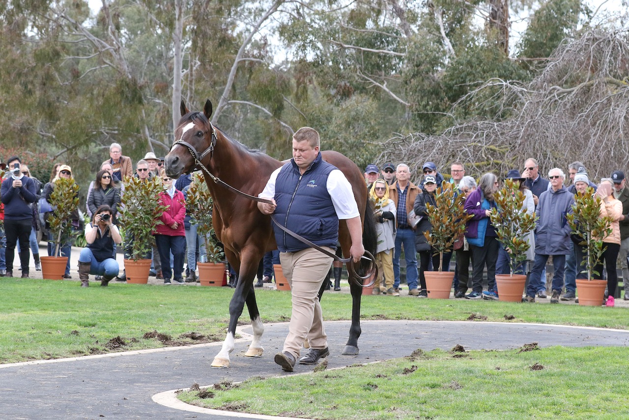 Stallion Parade Photo Gallery - Swettenham Stud
