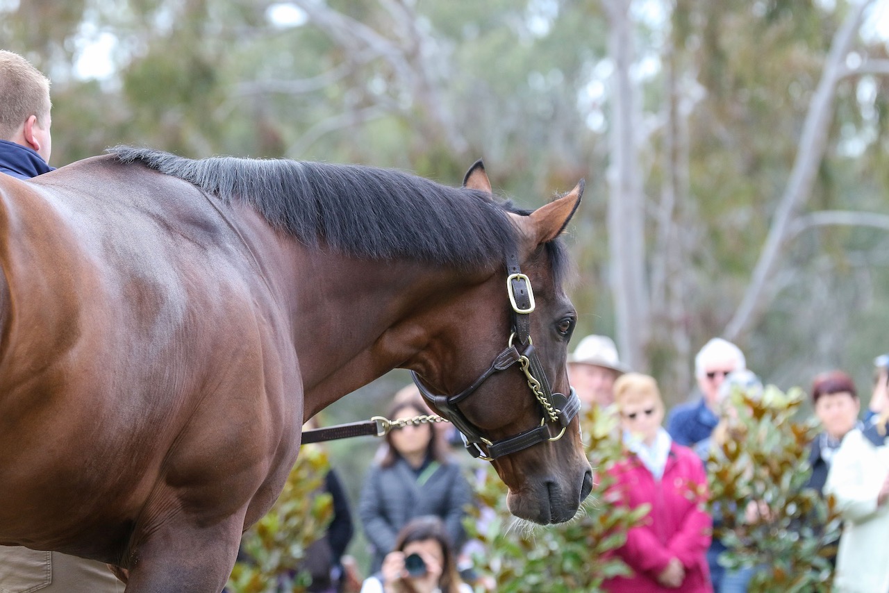 Stallion Parade Photo Gallery - Swettenham Stud