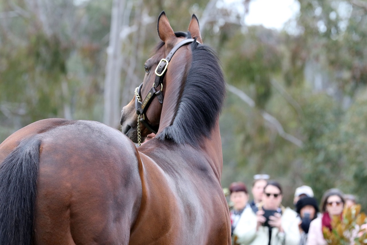 Stallion Parade Photo Gallery - Swettenham Stud