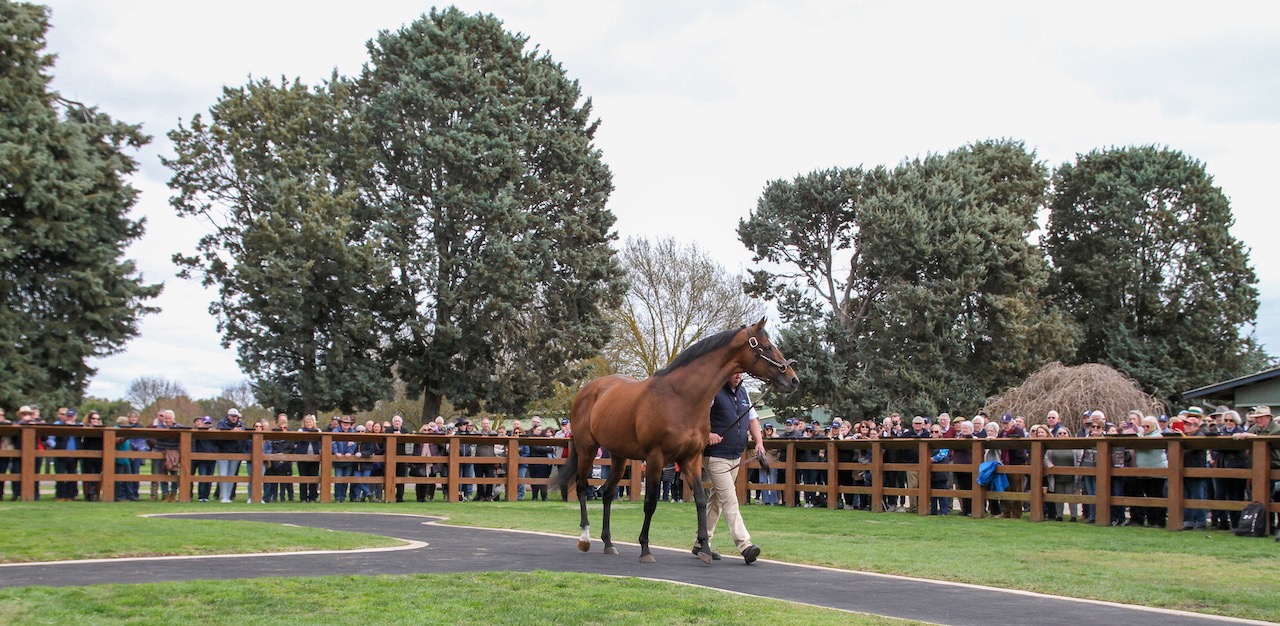 Stallion Parade Photo Gallery - Swettenham Stud