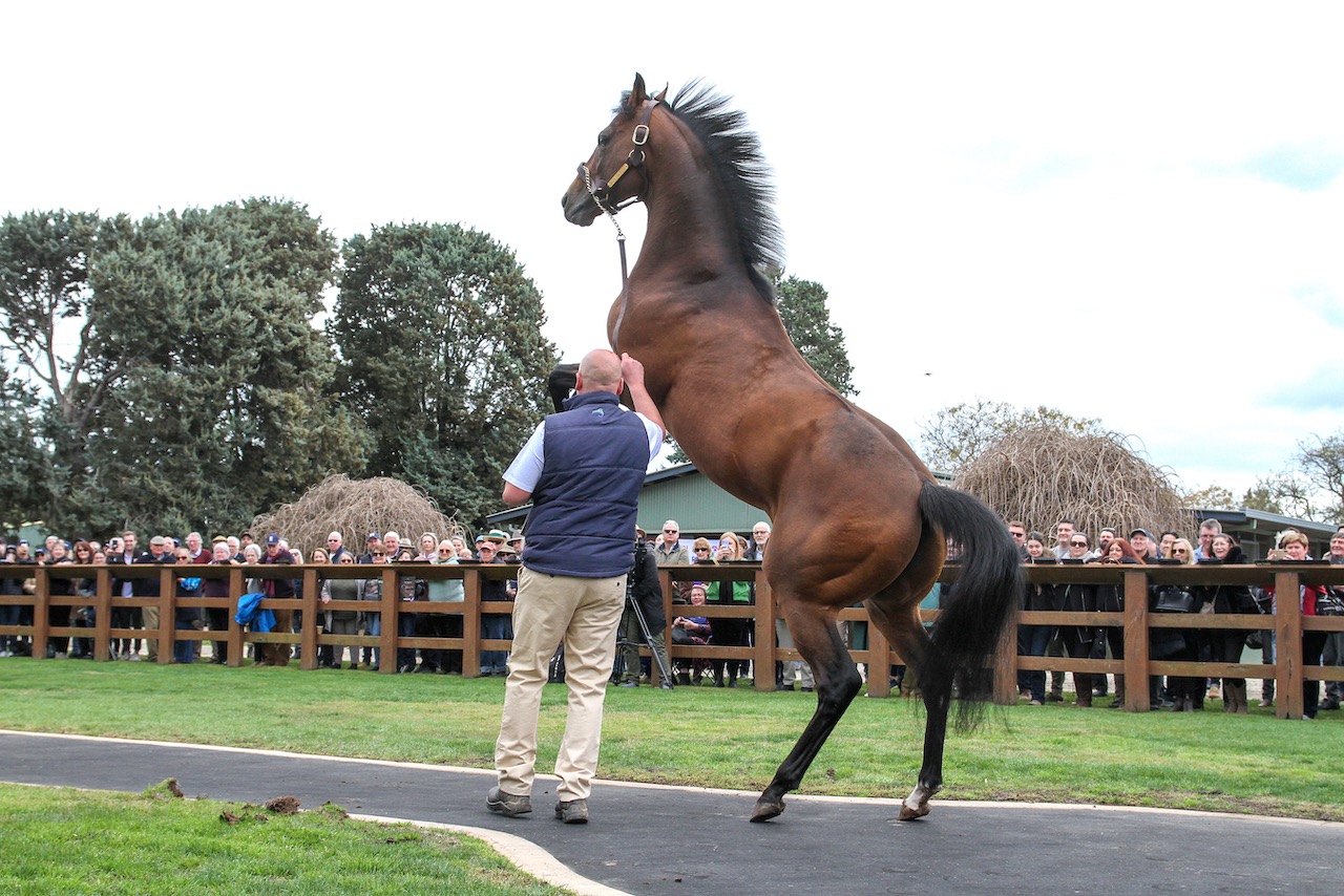 Stallion Parade Photo Gallery - Swettenham Stud