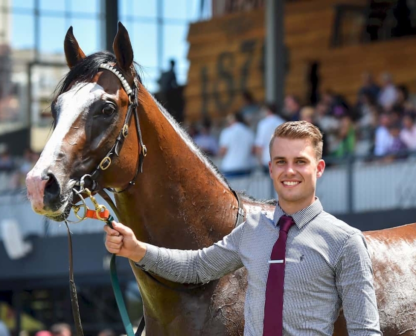 Lofty Strike - Swettenham Stud