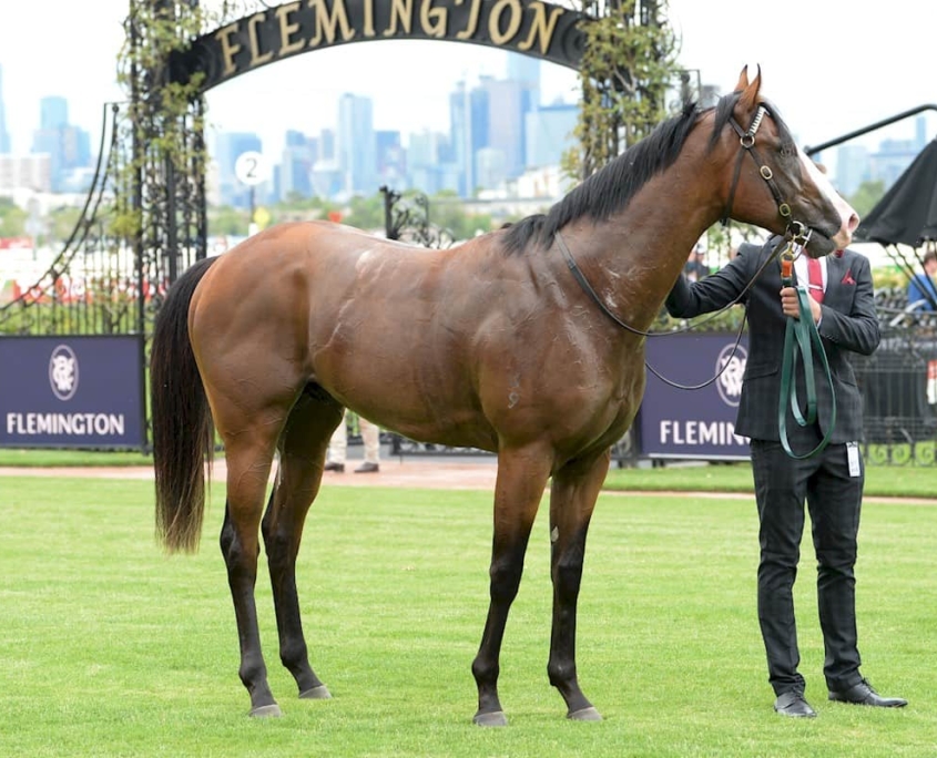 Lofty Strike - Swettenham Stud