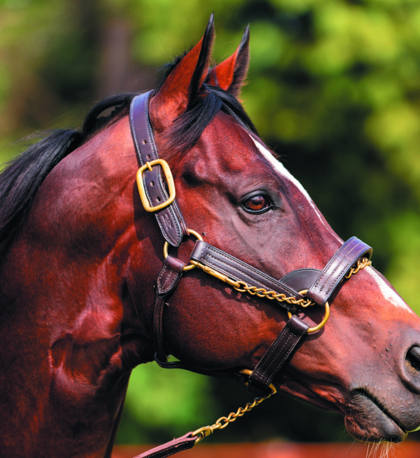 Home - Swettenham Stud