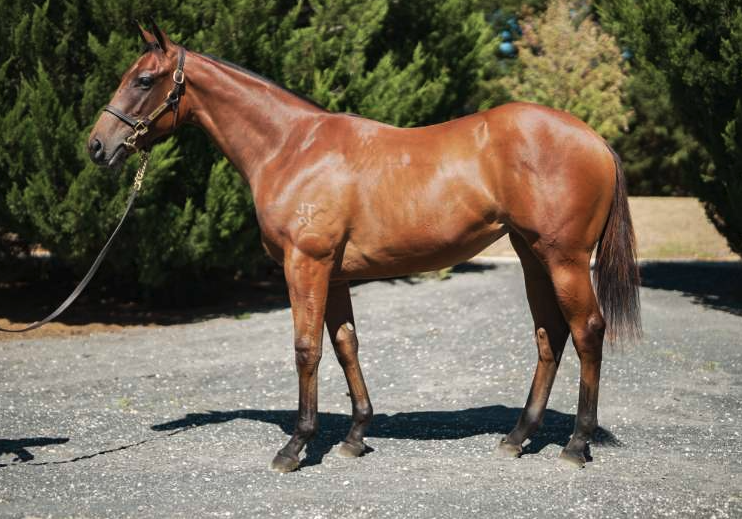 Home - Swettenham Stud