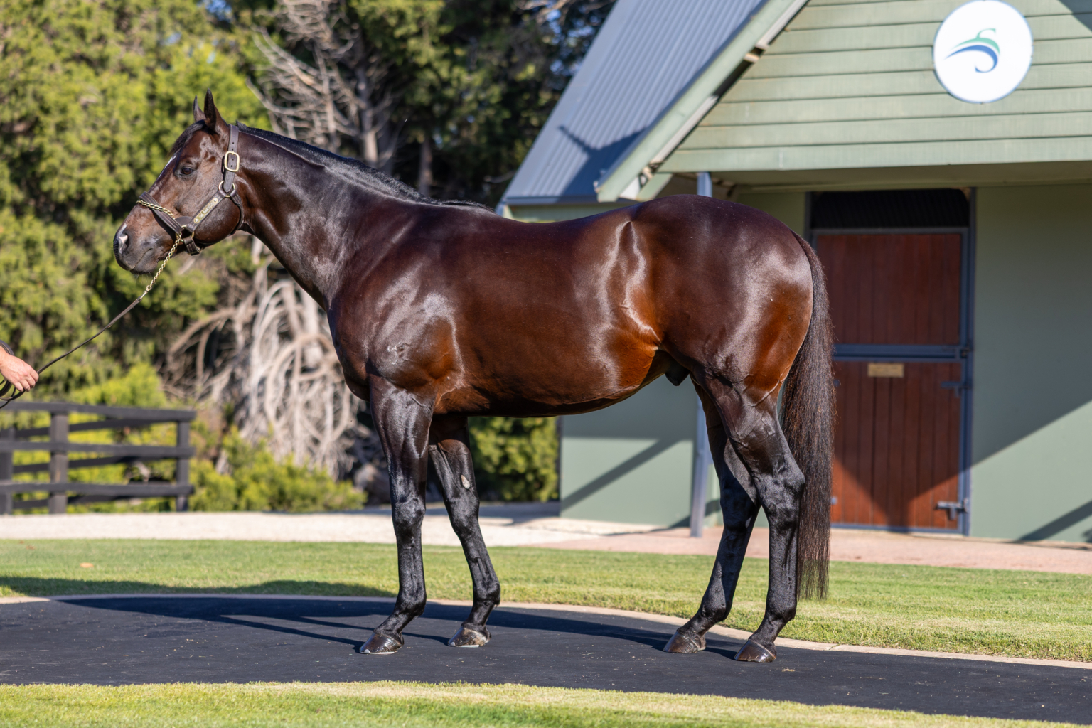 Swettenham Stallion Roster - Swettenham Stud