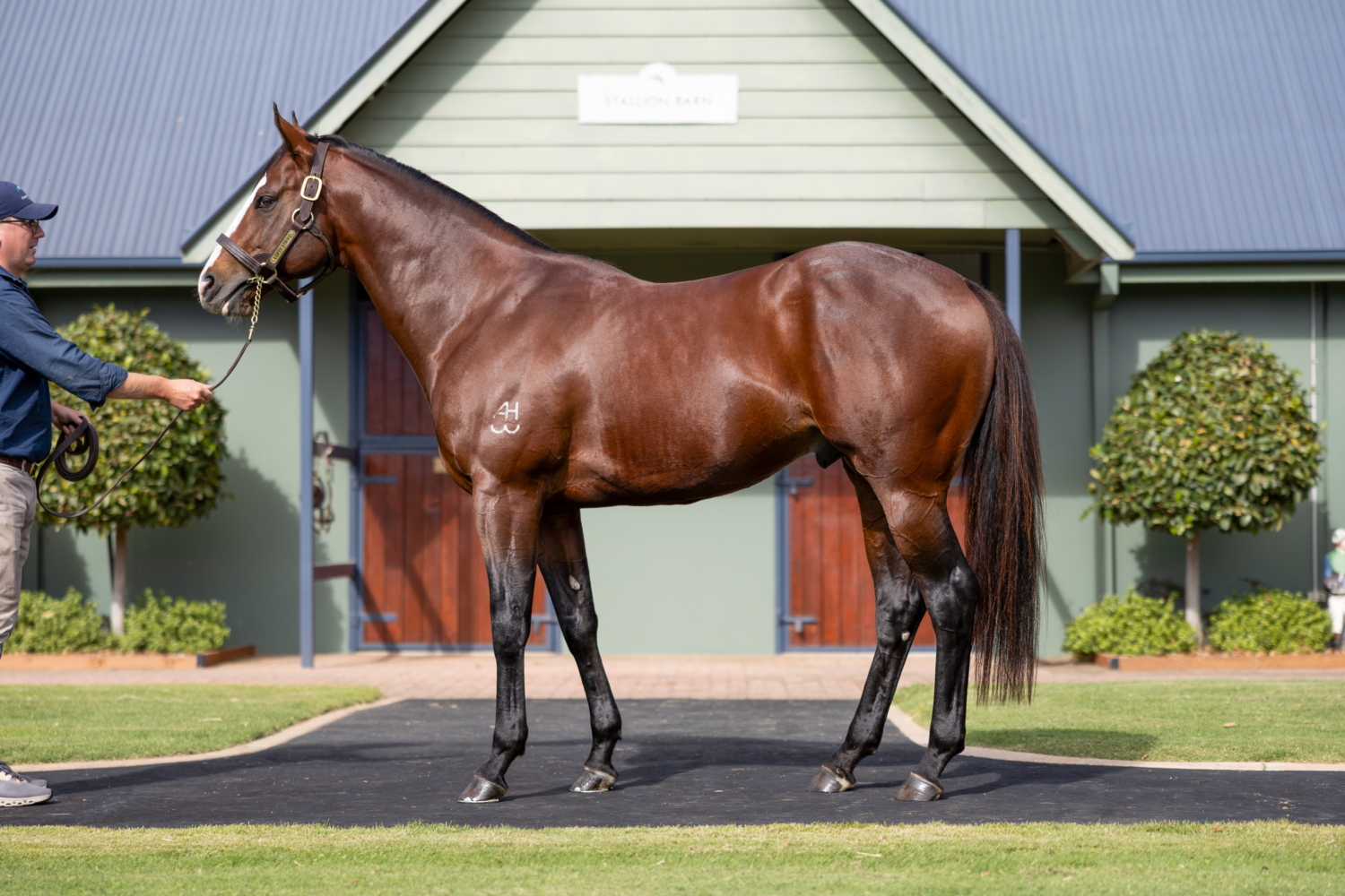 Swettenham Stallion Roster - Swettenham Stud
